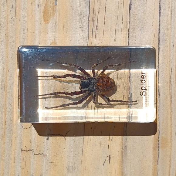 Source Unknown | Accents | Spider Preserved In Resin | Poshmark